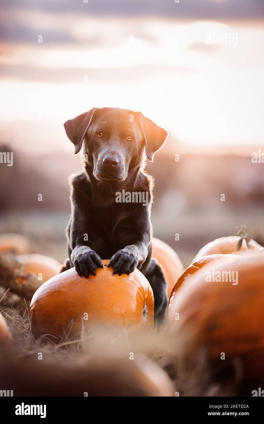 female Labrador Retriever Stock Photo - Alamy