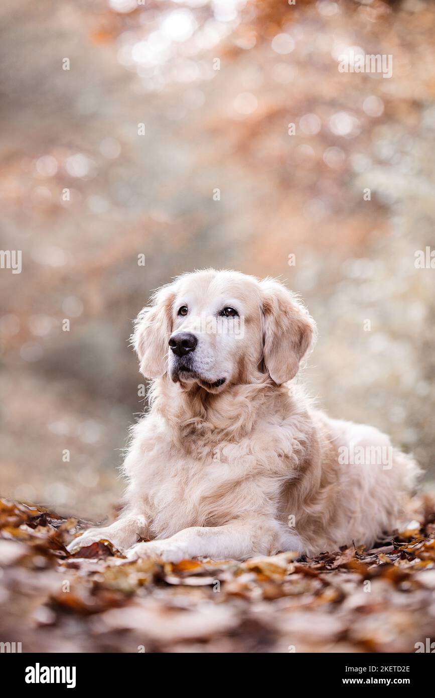 Golden retriever lying in leaves hi-res stock photography and images ...
