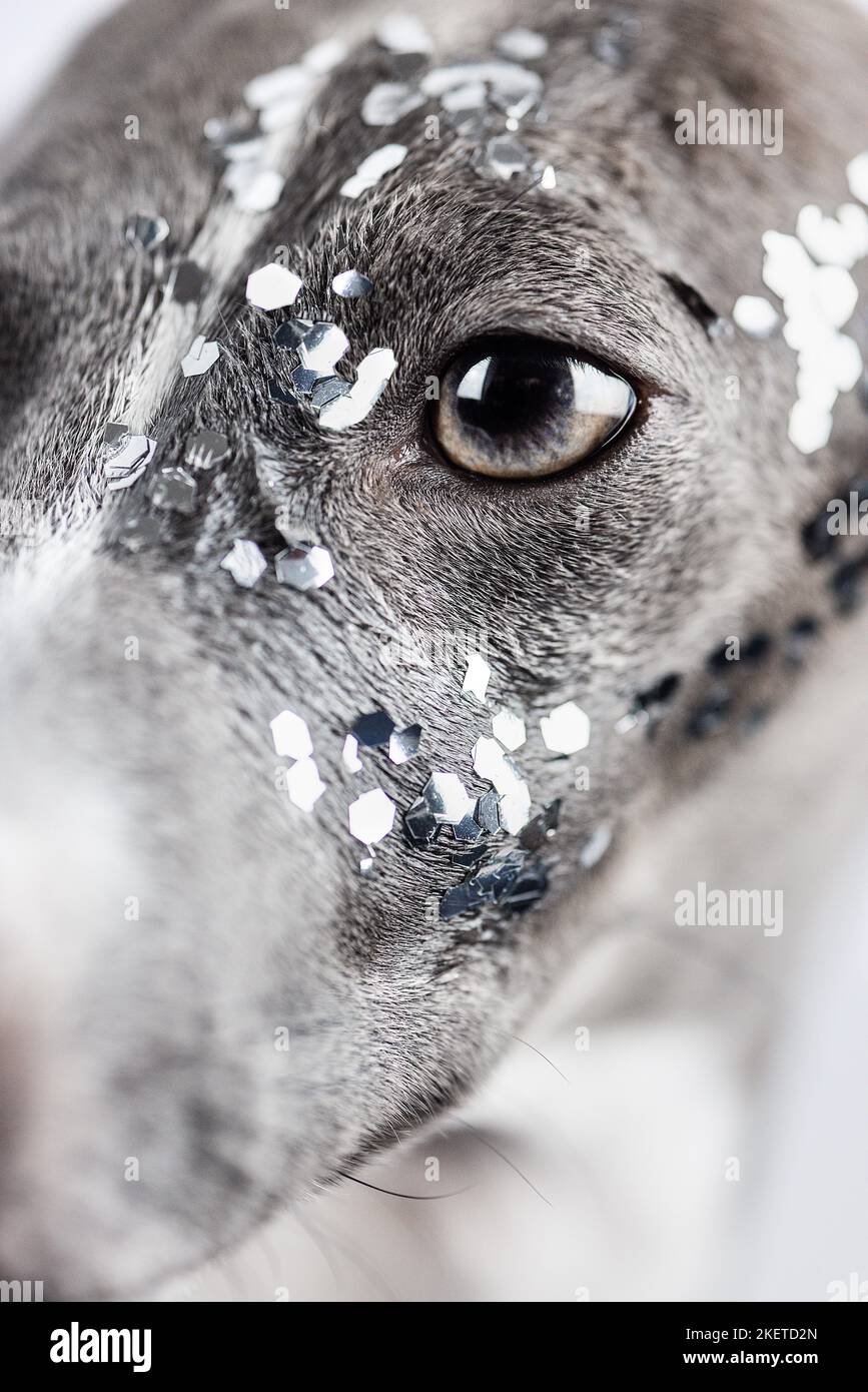 male Italian greyhound Stock Photo - Alamy