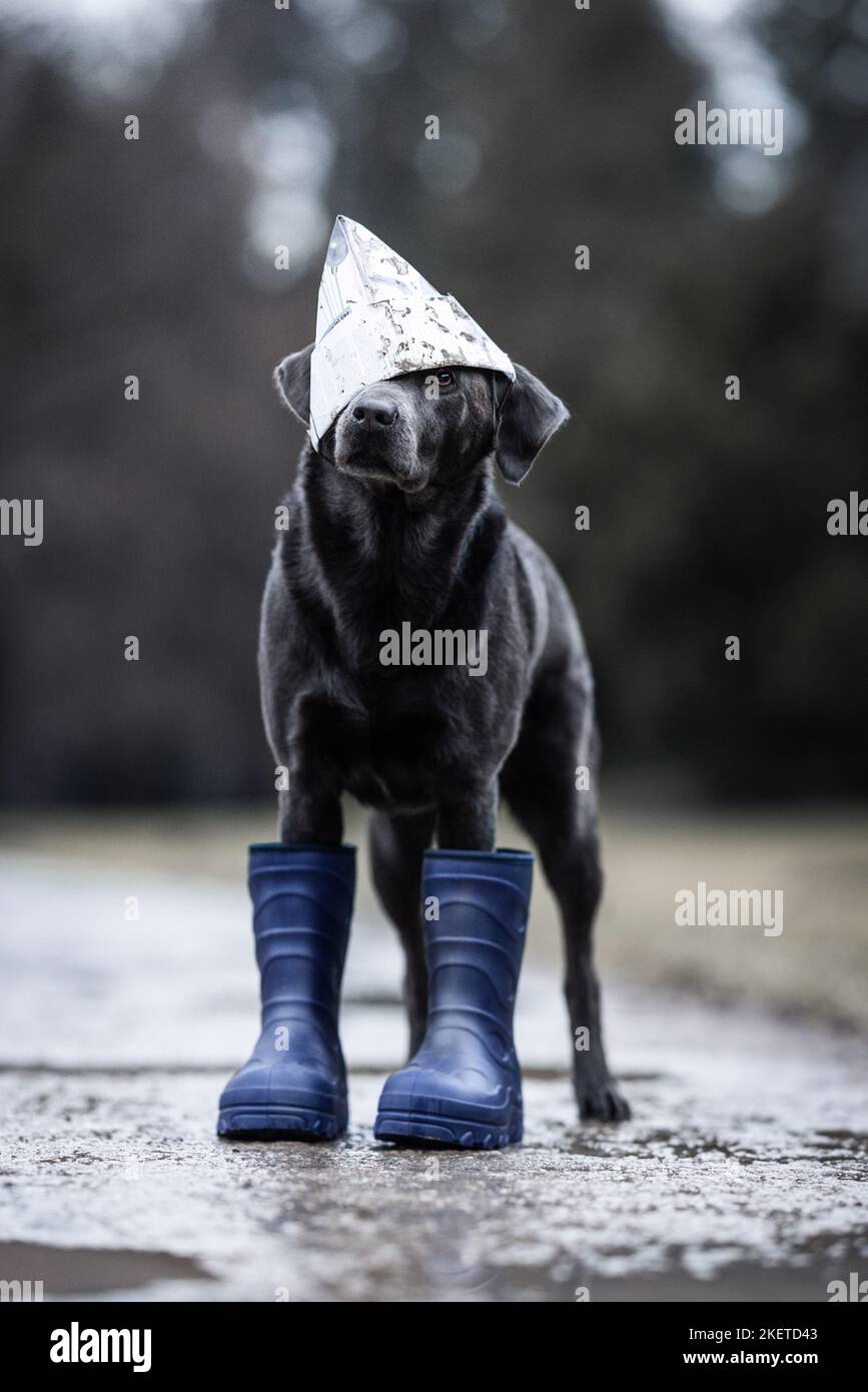 female Labrador Retriever Stock Photo - Alamy