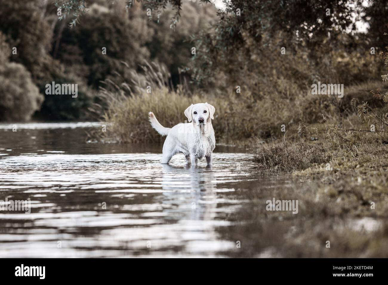 female Labrador Retriever Stock Photo - Alamy