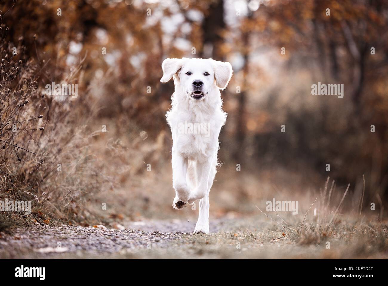 Golden middle way hi-res stock photography and images - Alamy