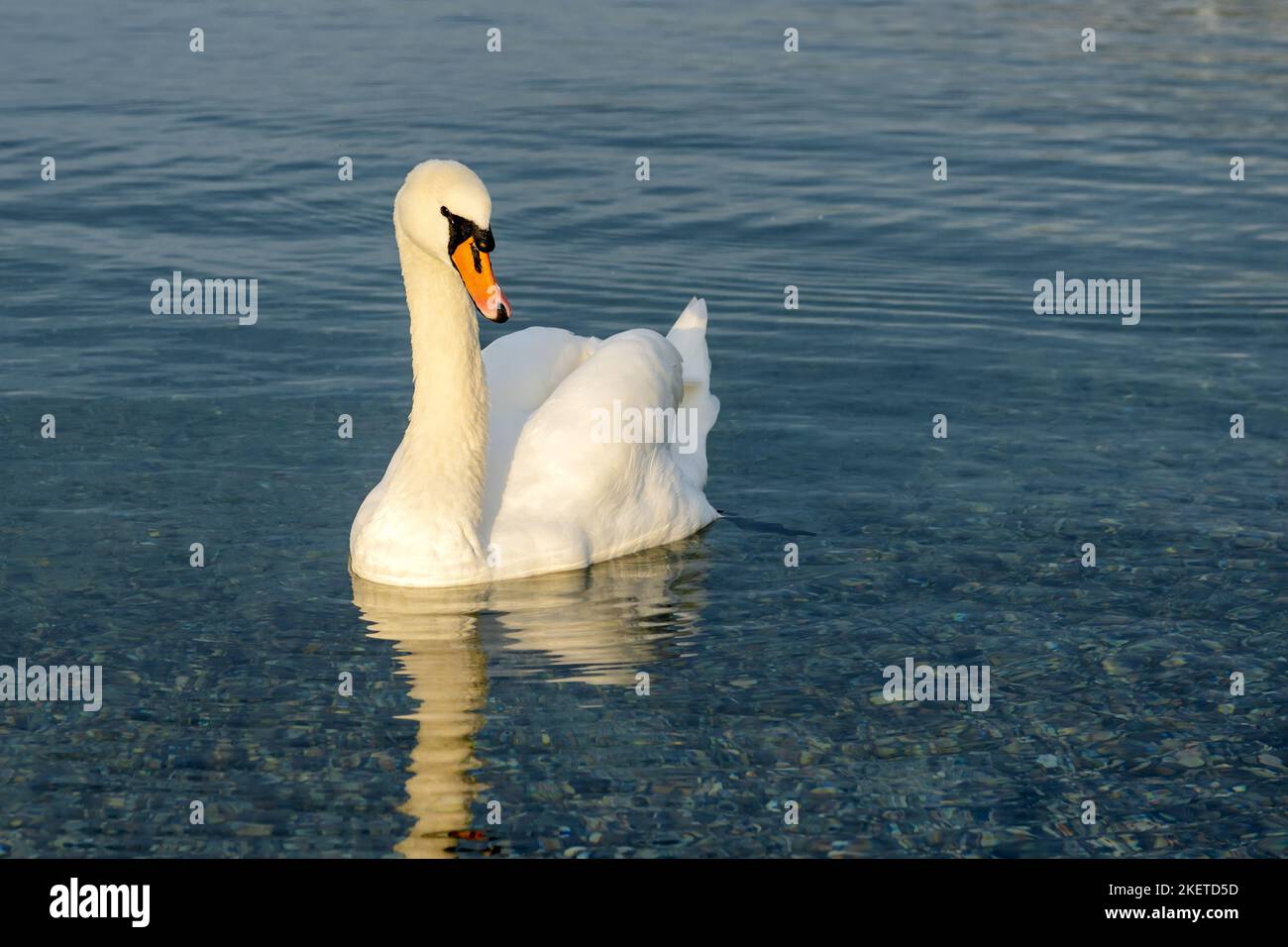 beautiful white mute swan (Cygnus olor) swimming in clear blue water ...