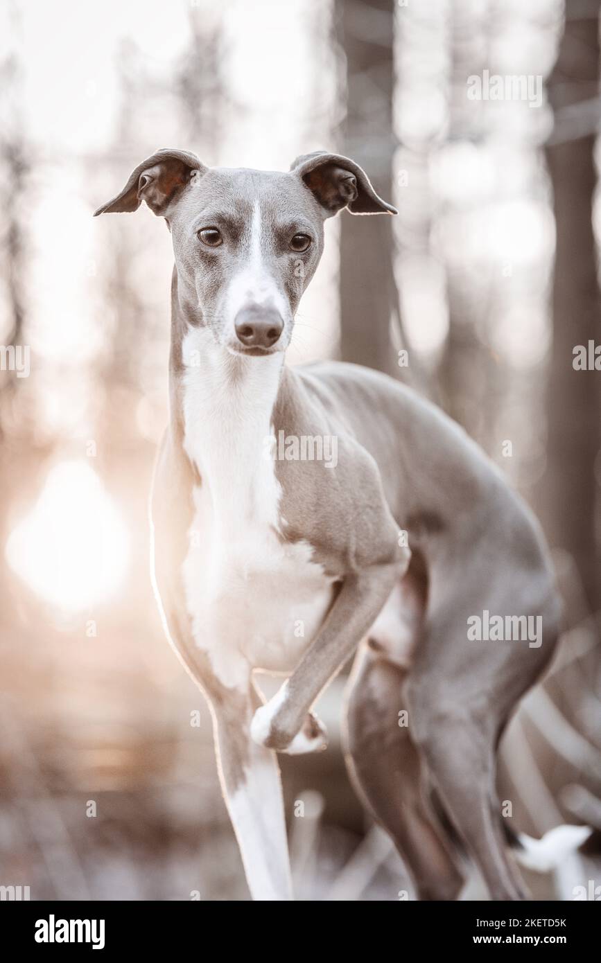 male Italian greyhound Stock Photo - Alamy