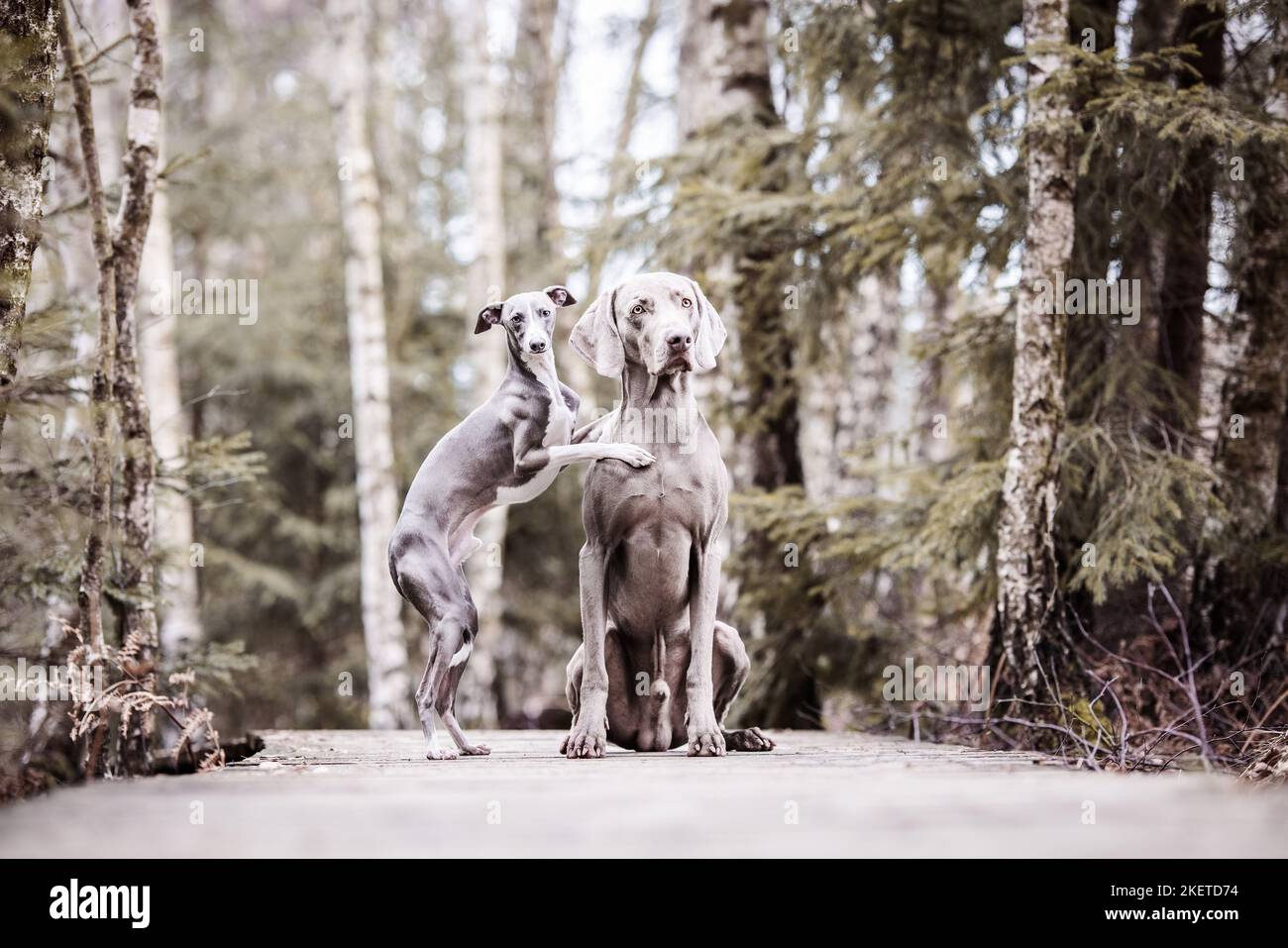 2 dogs and trick hi-res stock photography and images - Alamy
