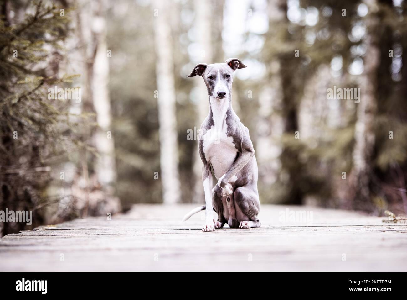 male Italian greyhound Stock Photo - Alamy