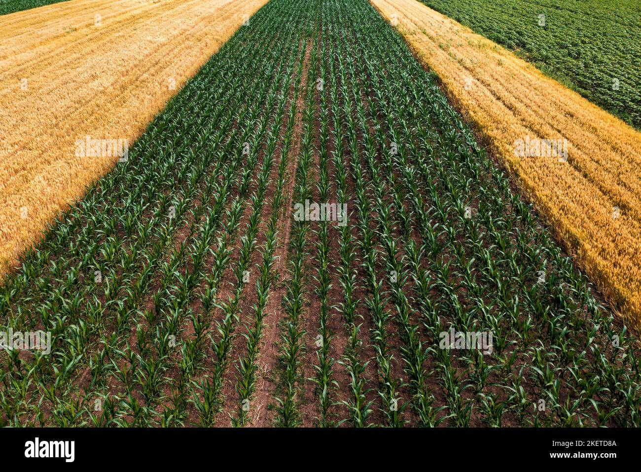 Aerial shot of cultivated green corn seedlings and ripe wheat crops ...