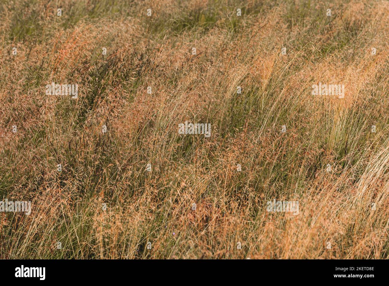 Dry grass meadow valley of Zlatibor region in Serbia. Beauty in nature ...