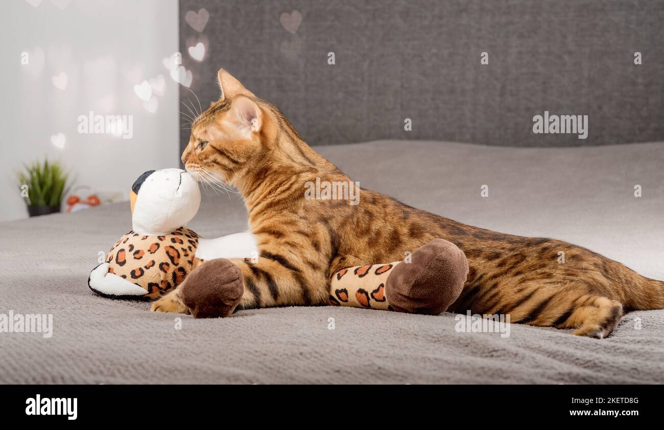 Bengal cat hugs hi-res stock photography and images - Alamy