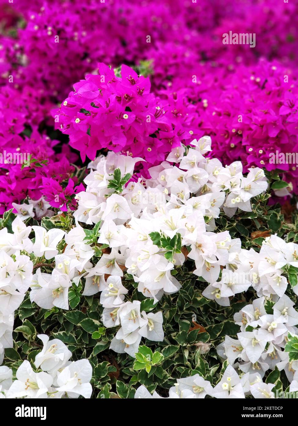 Violet and white bougainvillea flower. Bright saturated color close up ...