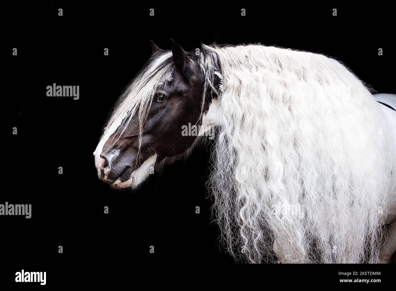 American Drum Horse stallion Stock Photo - Alamy