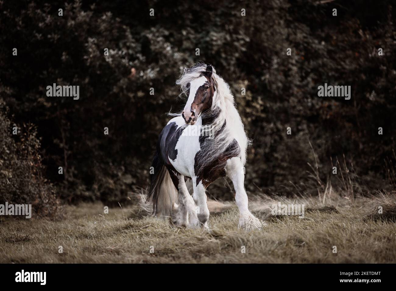 Drum Horse Height at James Goldsbrough blog