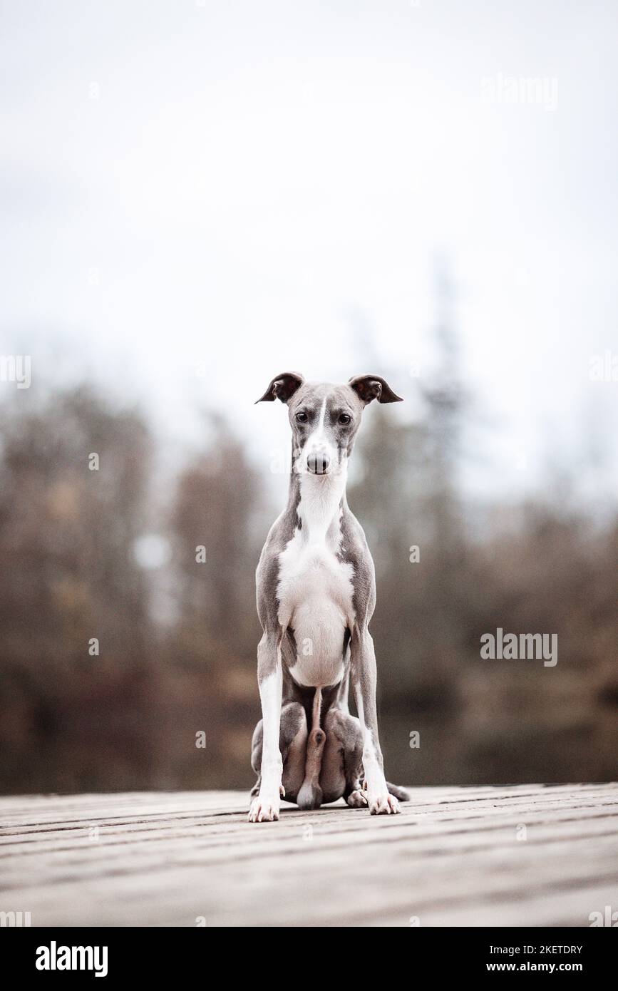 male Italian greyhound Stock Photo - Alamy