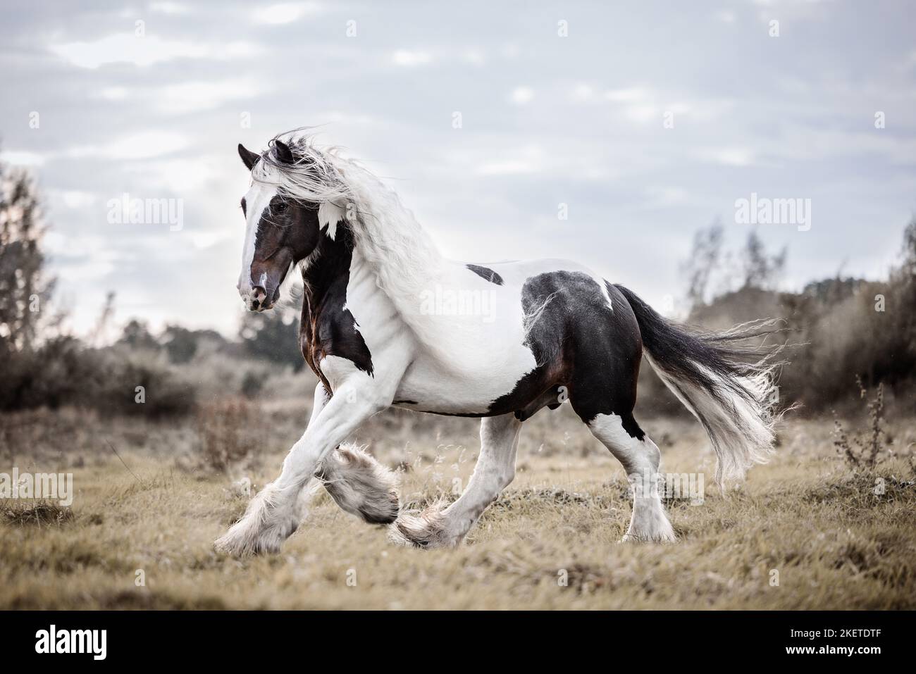American Drum Horse stallion Stock Photo - Alamy