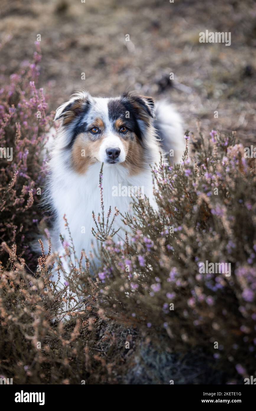 Australian Shepherd at heath Stock Photo - Alamy