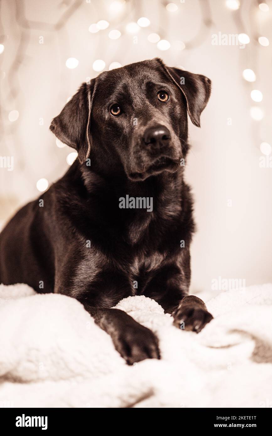 female Labrador Retriever Stock Photo - Alamy