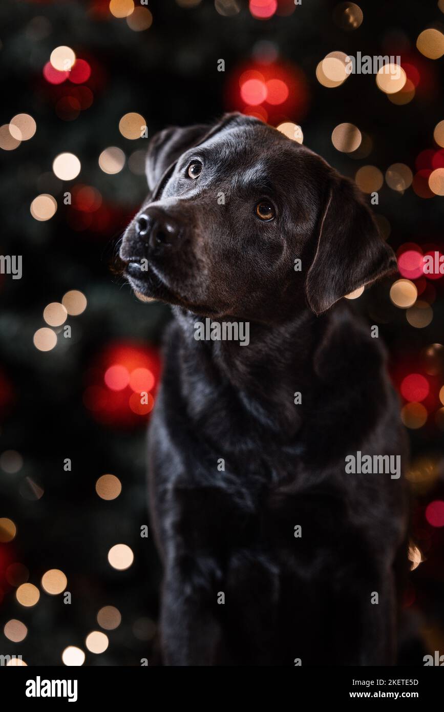 female Labrador Retriever Stock Photo - Alamy