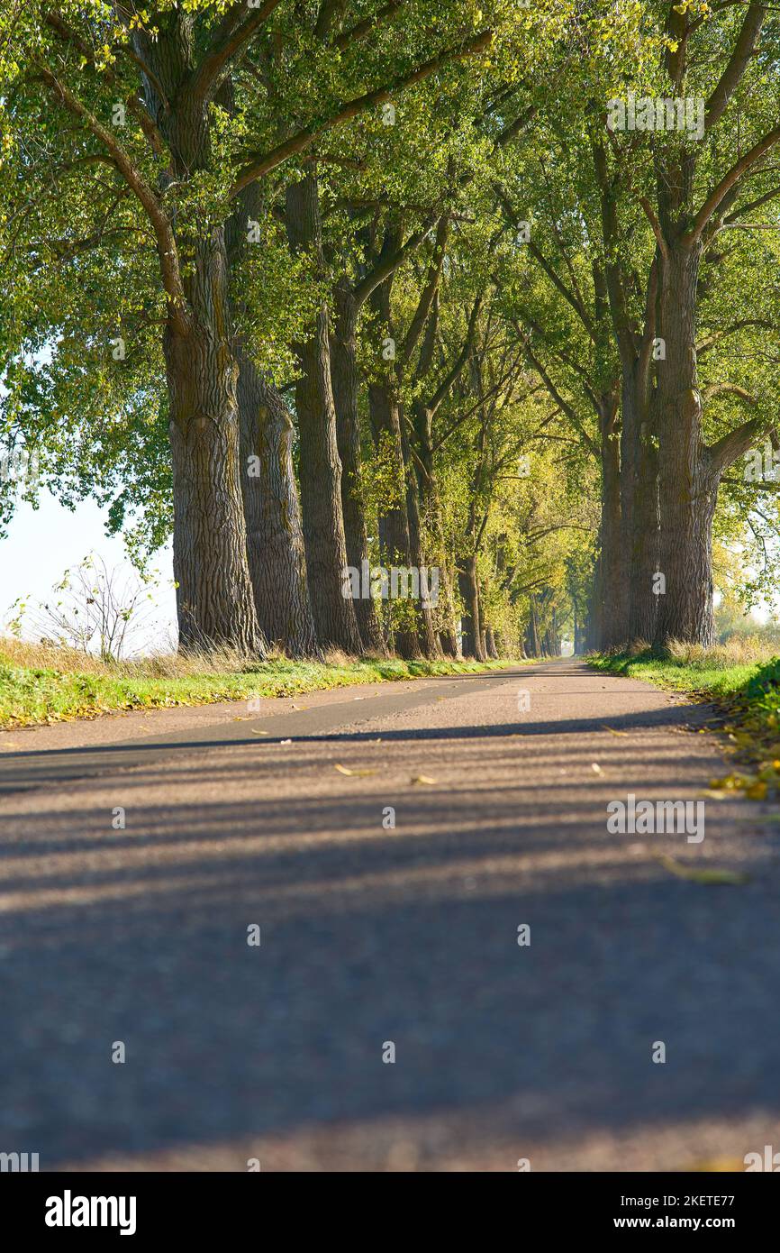 Pine lined road hi-res stock photography and images - Alamy