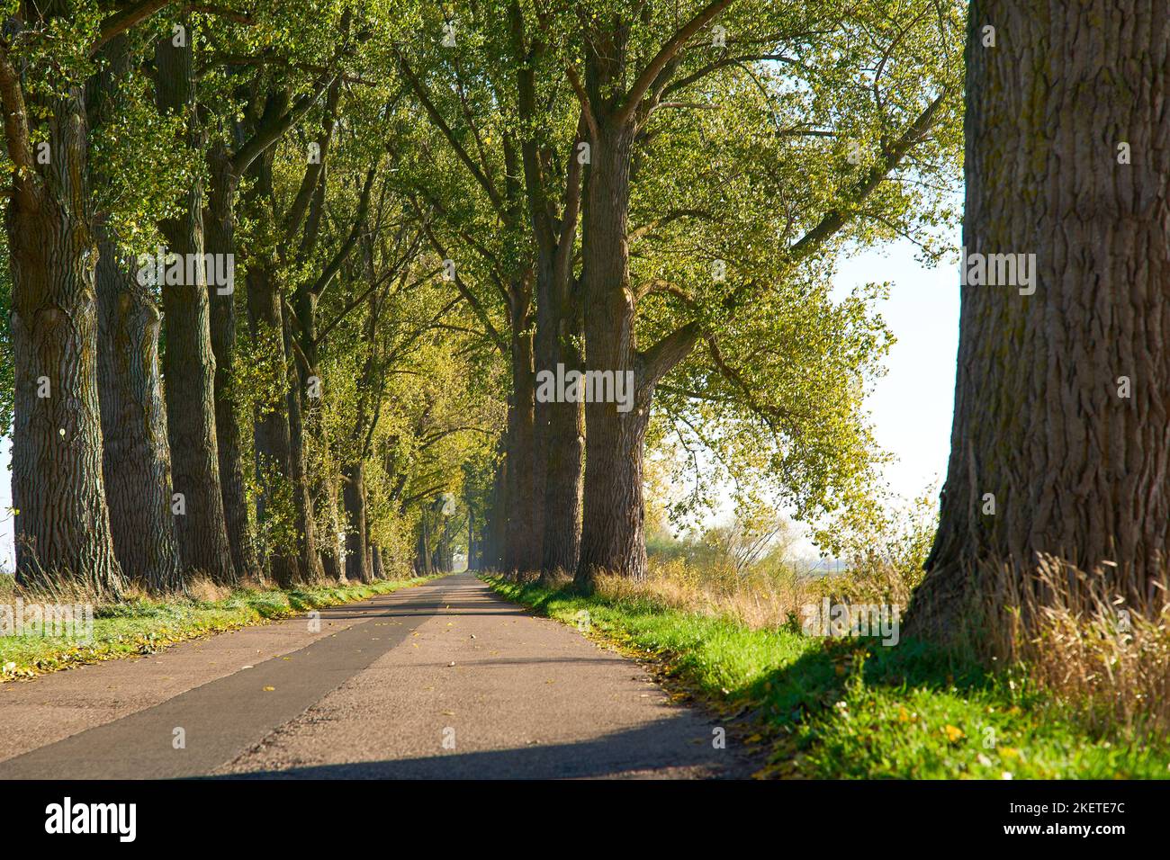 Pine lined road hi-res stock photography and images - Alamy