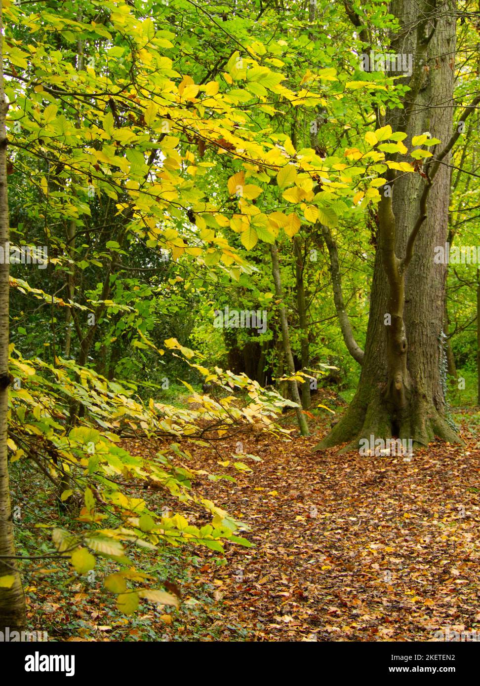 A beech wood in autumn Stock Photo - Alamy