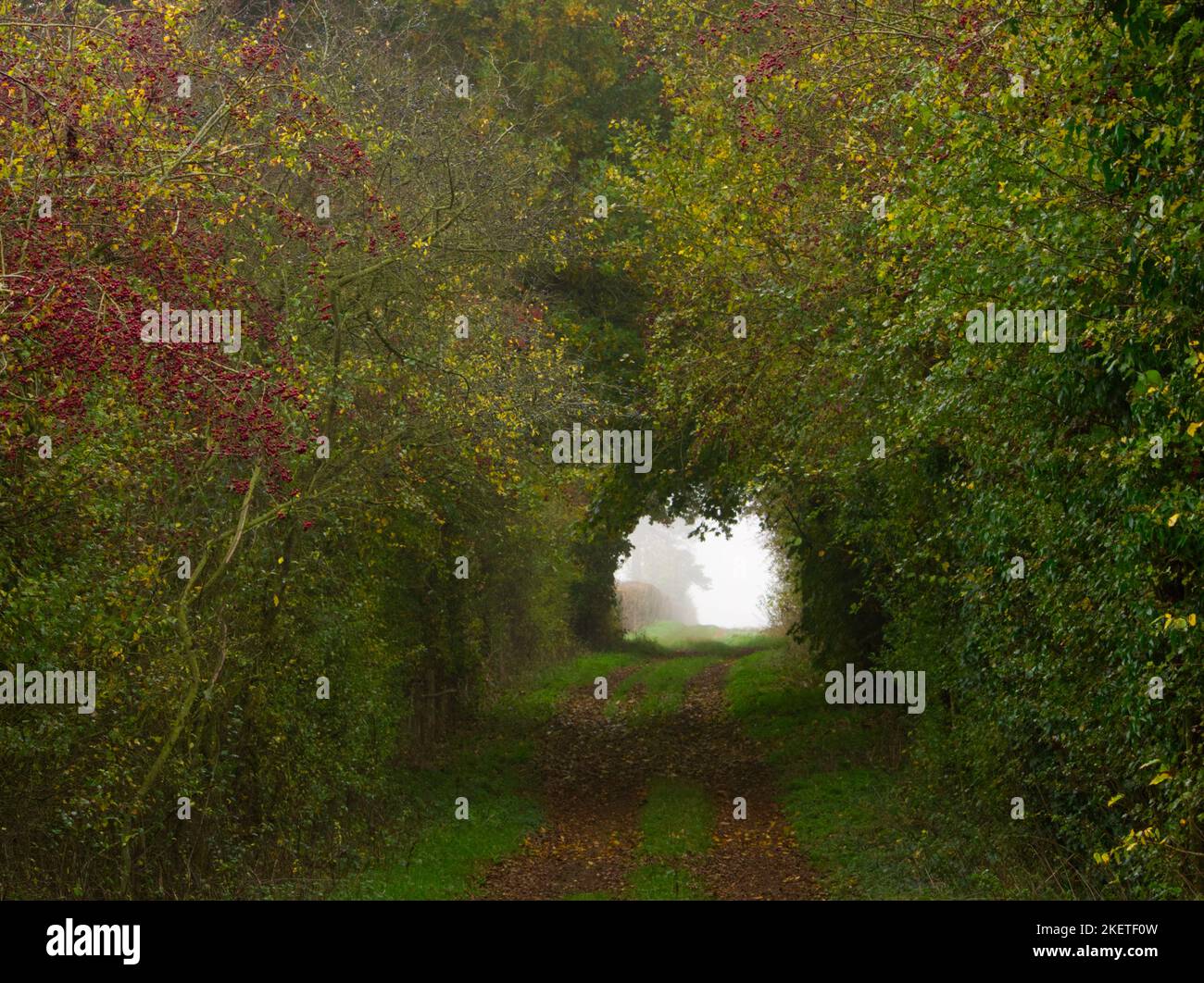 A tree lined country path in Autumn mist Stock Photo - Alamy
