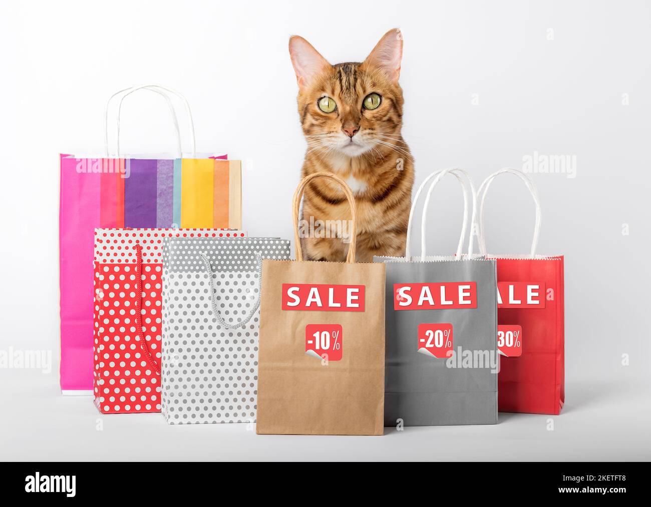 Domestic cat among colorful bags isolated on white background Stock ...
