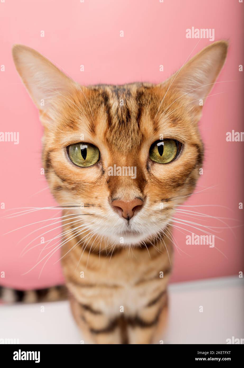 Funny Bengal cat on a pink background. Portrait on a wide-angle lens ...