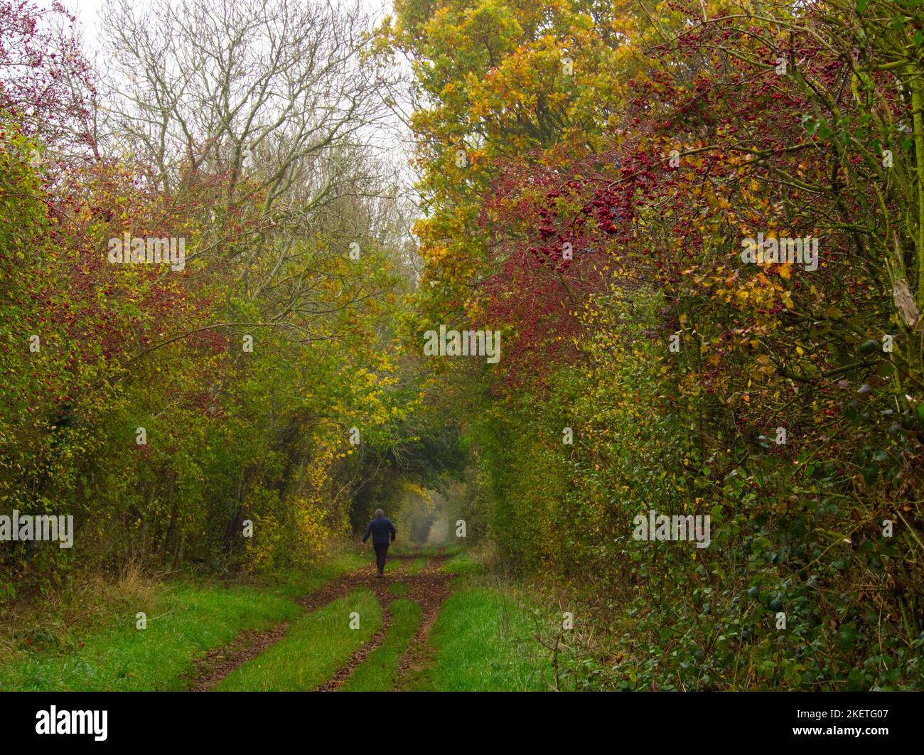 Tree lined footpath in autumn with figure in the distance Stock Photo ...
