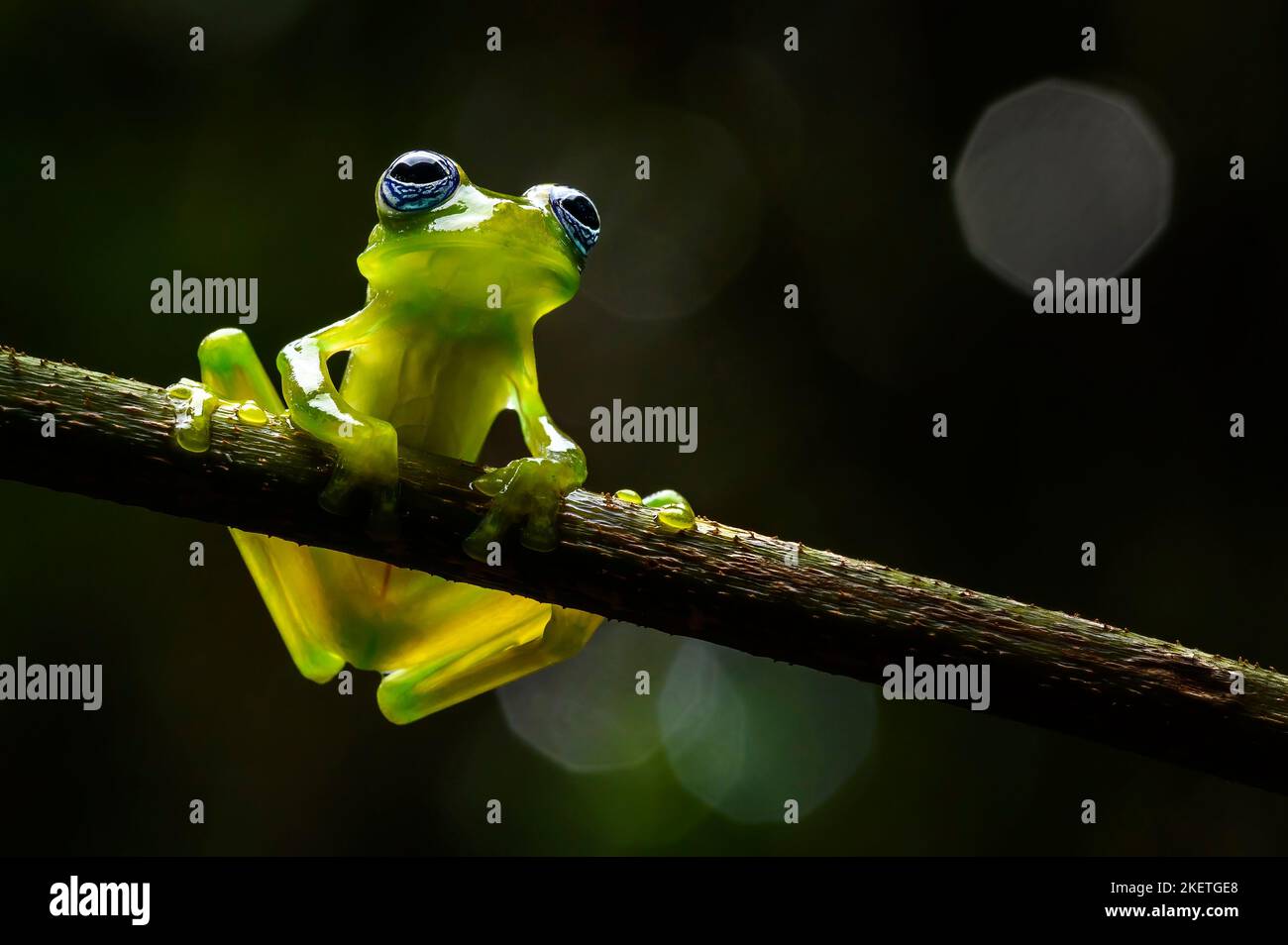 Ghost glass frog (Centrolenella ilex), sitting on branch in rainforest ...