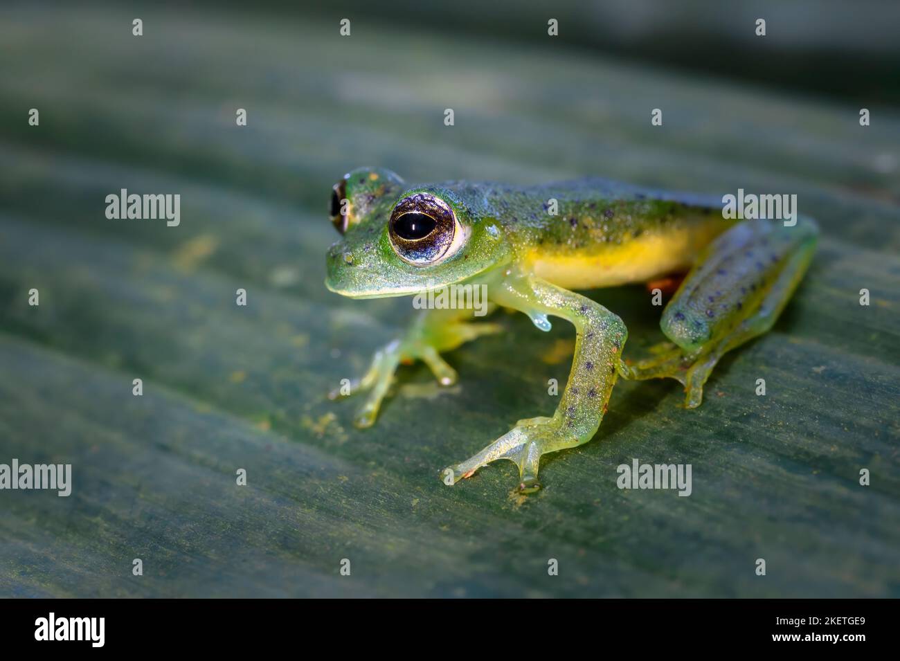 Emerald glass frog (Centrolenella prosoblepon) male, with humeral ...
