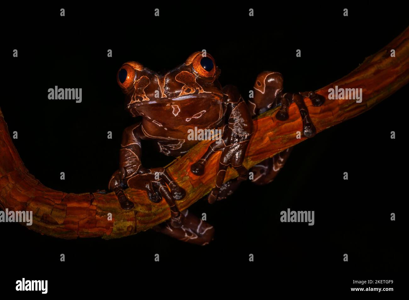 Coronated treefrog, spiny-headed treefrog, chocolate treefrog ...