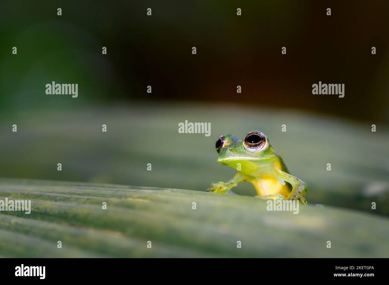 Emerald glass frog (Centrolenella prosoblepon) male, with humeral ...