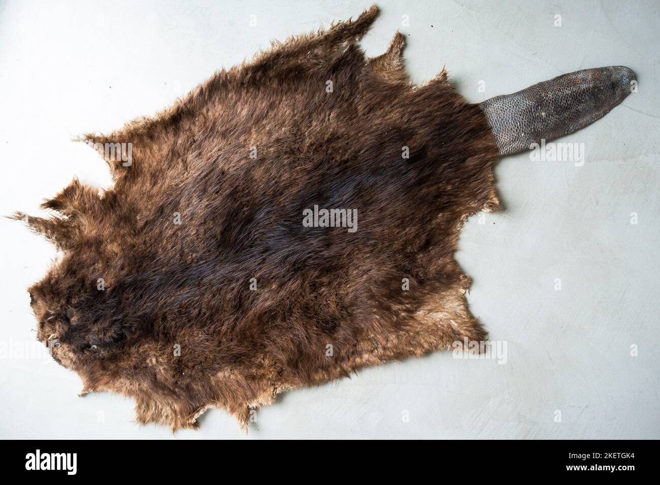 The Eurasian (European) beaver tanned (earned) skin rug, fur, Castor ...