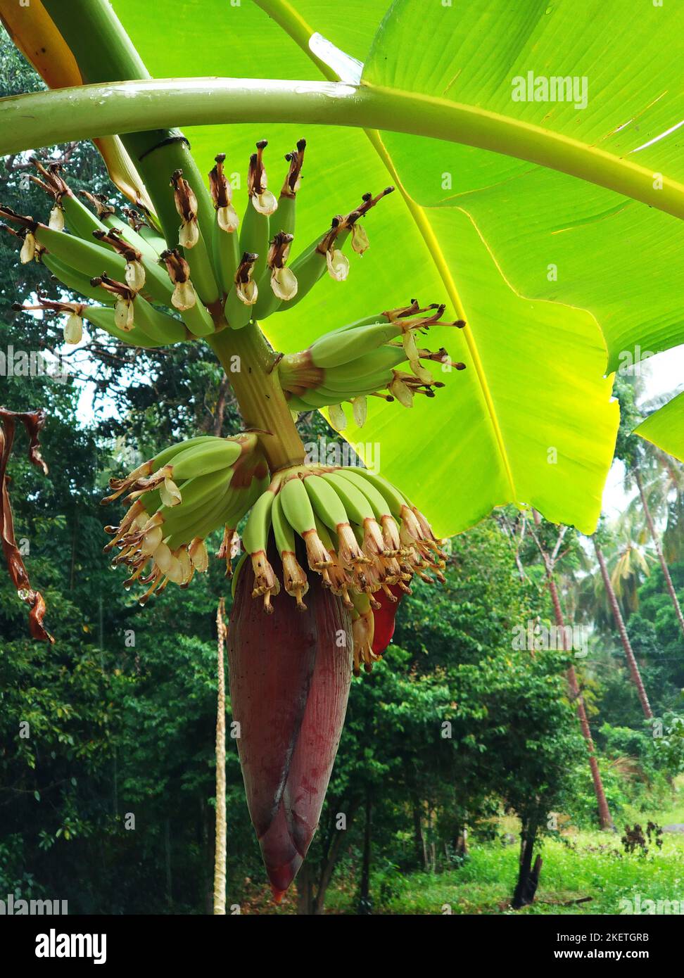 Banana fruits growing in the jungle Stock Photo - Alamy