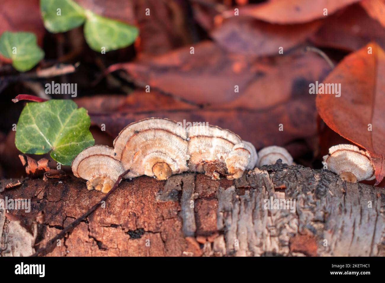 Wood decay mushrooms on a tree trunk. Copy space Stock Photo - Alamy