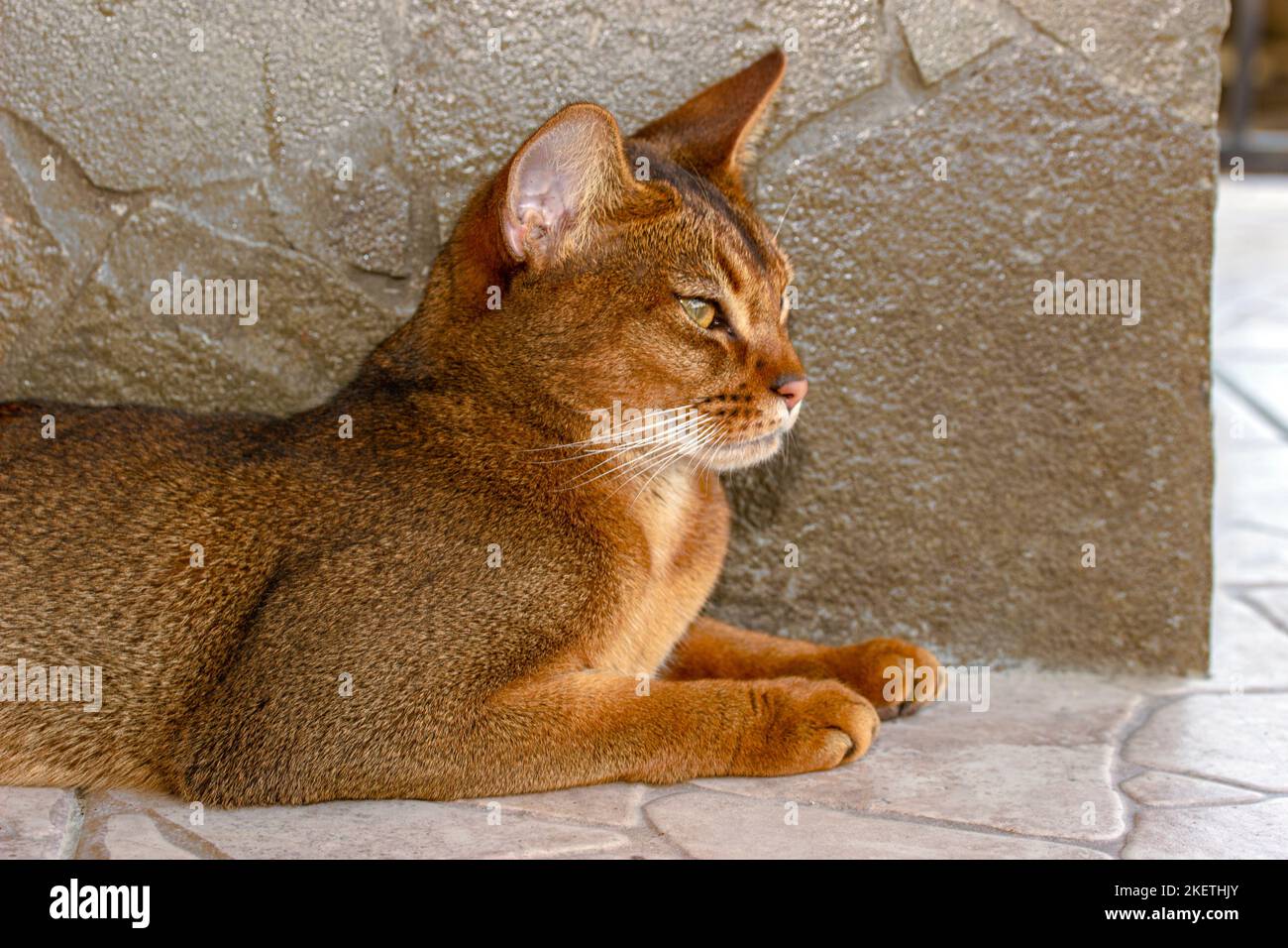 Abyssinian cat outdoors . Landscape,pets, beautiful cat Stock Photo - Alamy