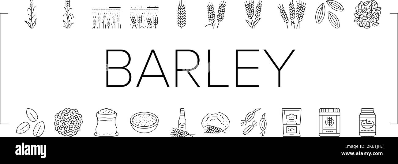 barley cereal grain harvest icons set vector Stock Vector Image & Art ...