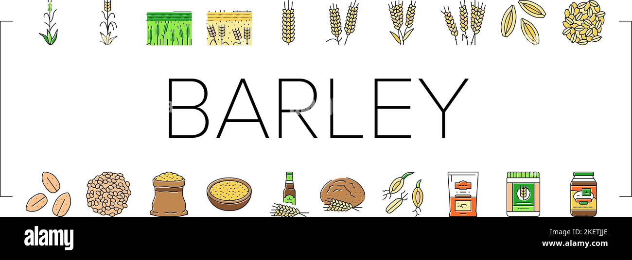 barley cereal grain harvest icons set vector Stock Vector Image & Art ...