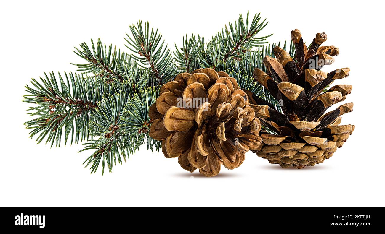 Cone and branch of fir-tree on a white background Stock Photo - Alamy