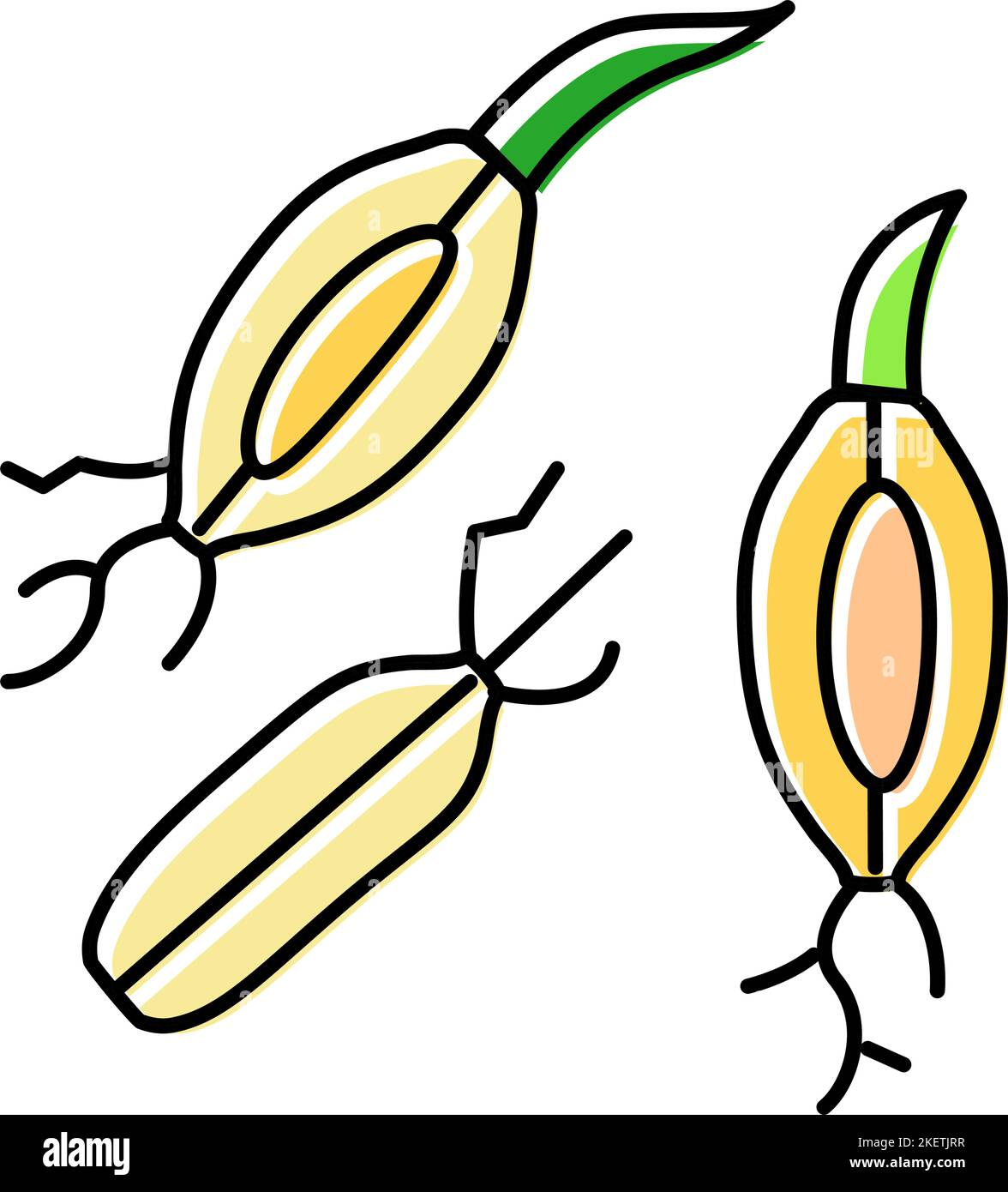 malt barley color icon vector illustration Stock Vector Image & Art - Alamy