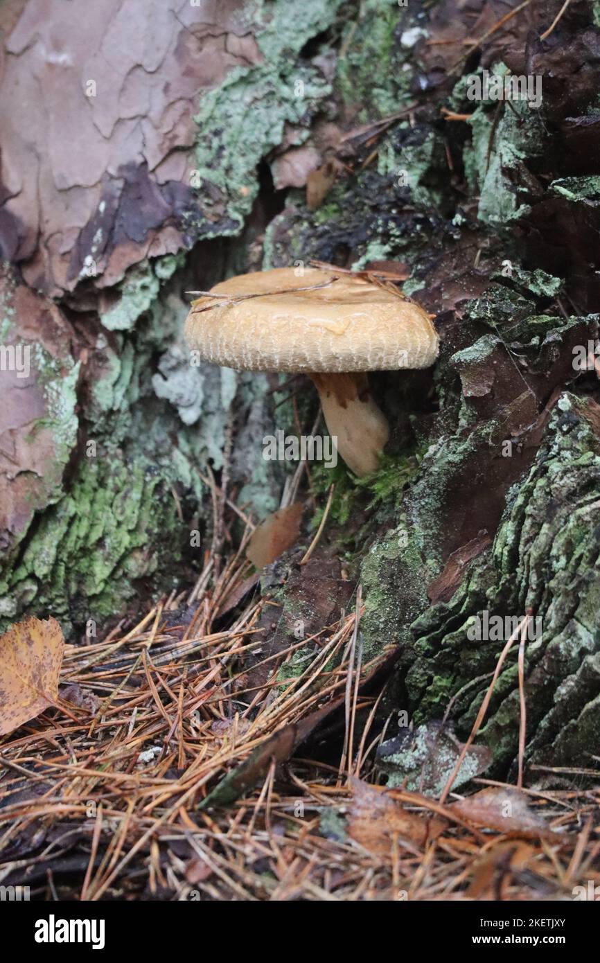 Saffron milkcap lactarius deliciosus hi-res stock photography and ...