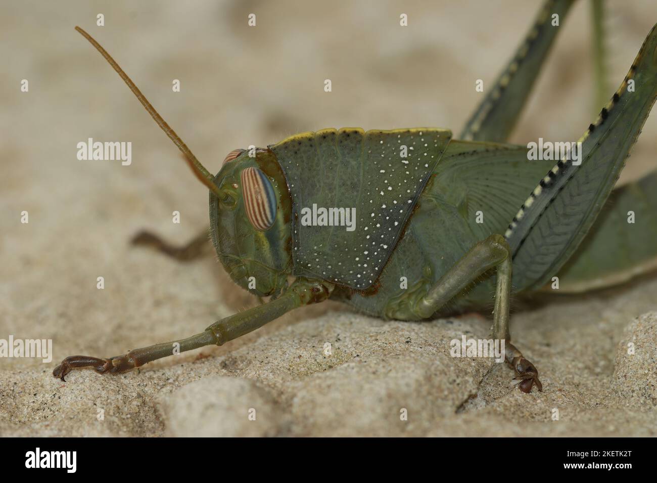 Closeup on a brilliant green nymph of the Egyptian migrating locust ...