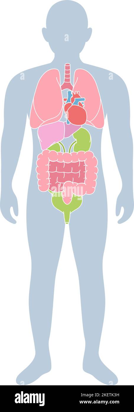 Male body with human internal organs. Lungs, heart, liver, kidneys ...
