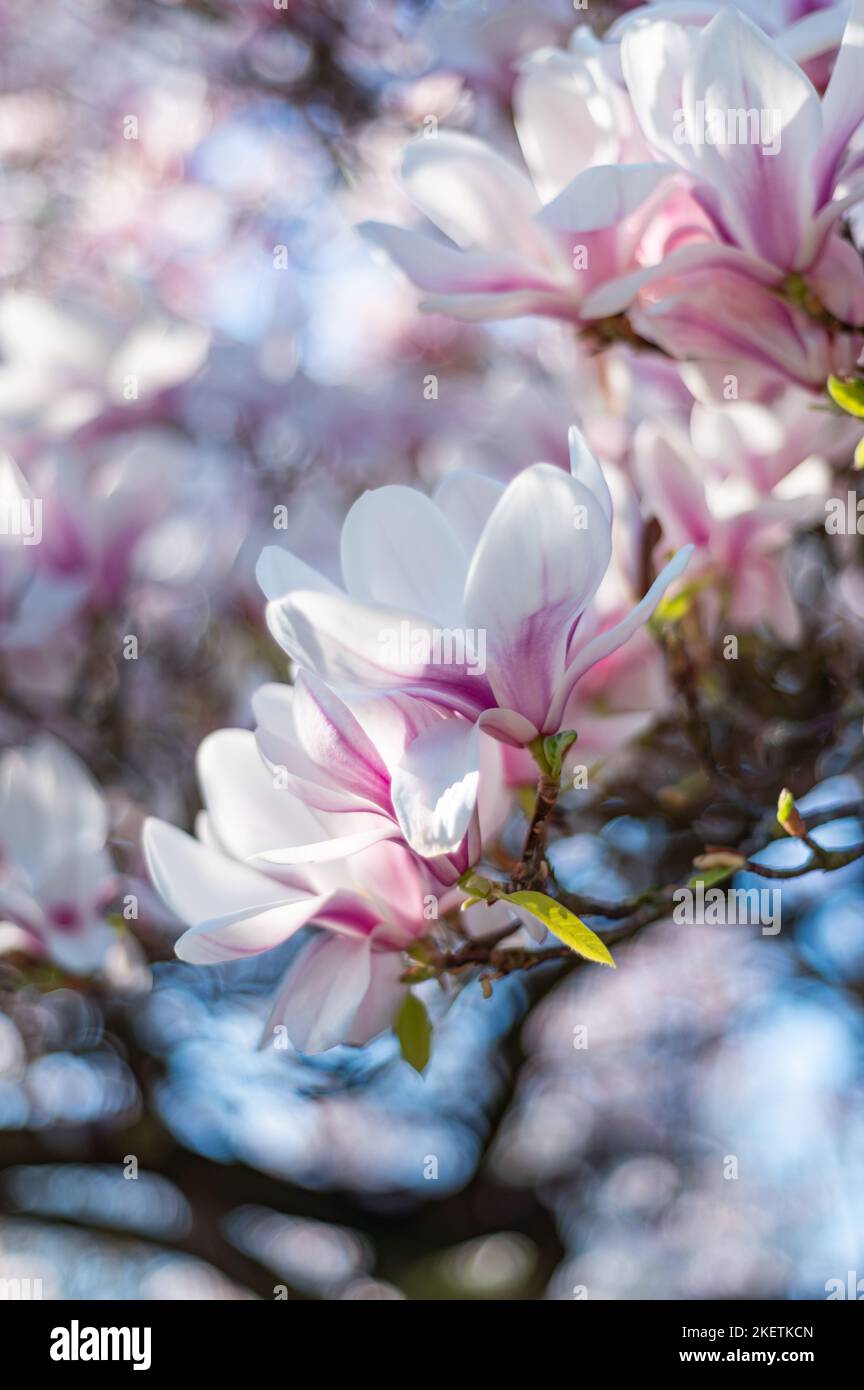 Pink Magnolia Tree with Blooming Flowers during Springtime Stock Photo ...
