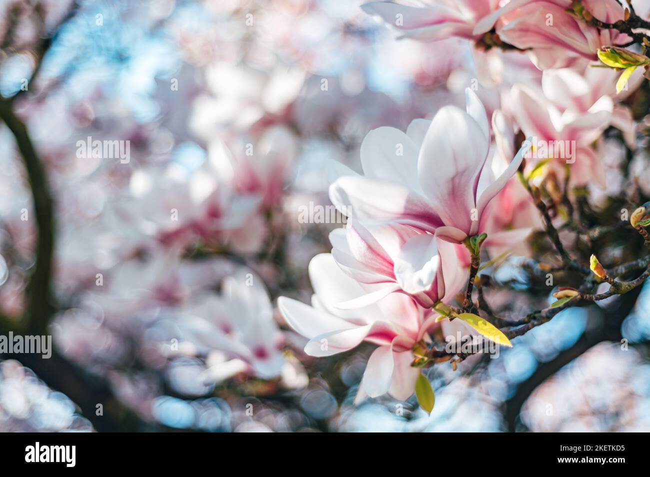 Pink Magnolia Tree with Blooming Flowers during Springtime Stock Photo ...