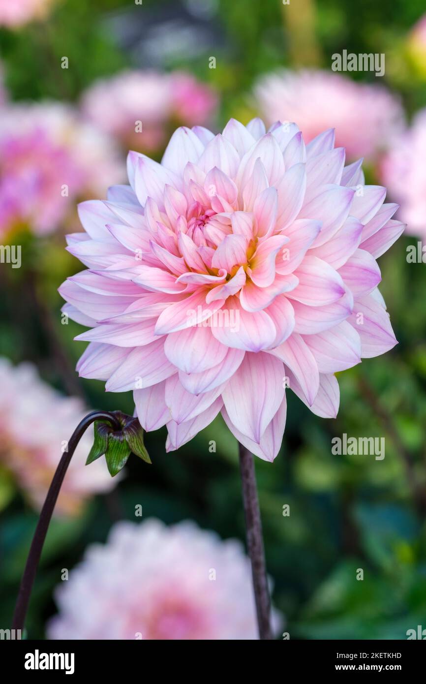 Dahlia 'Melody Harmony', decorative dahlia, pale pink blooms Stock ...