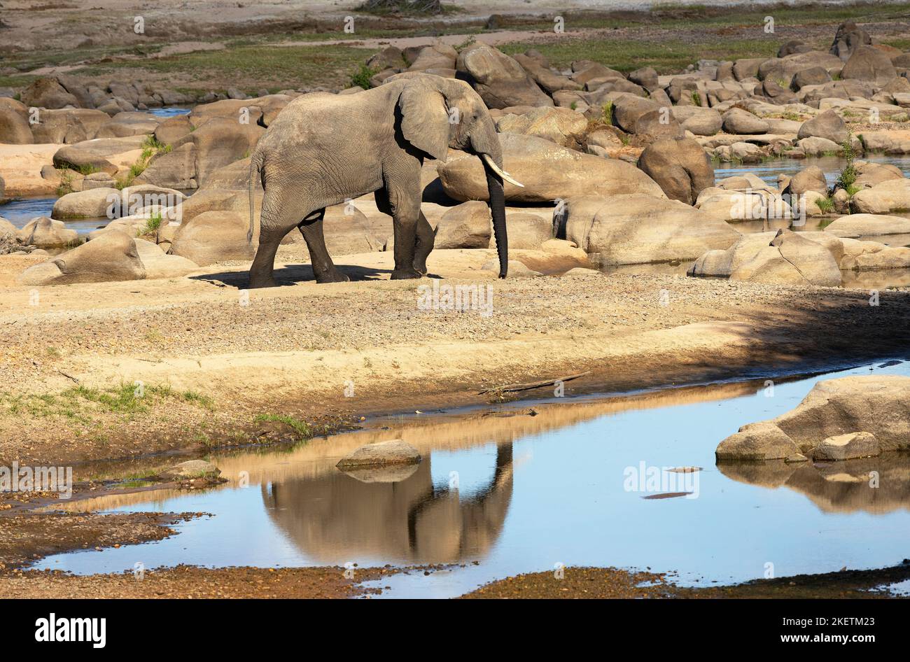 An elephant bull wanders along the sands of the Great Ruaha Riverbed ...