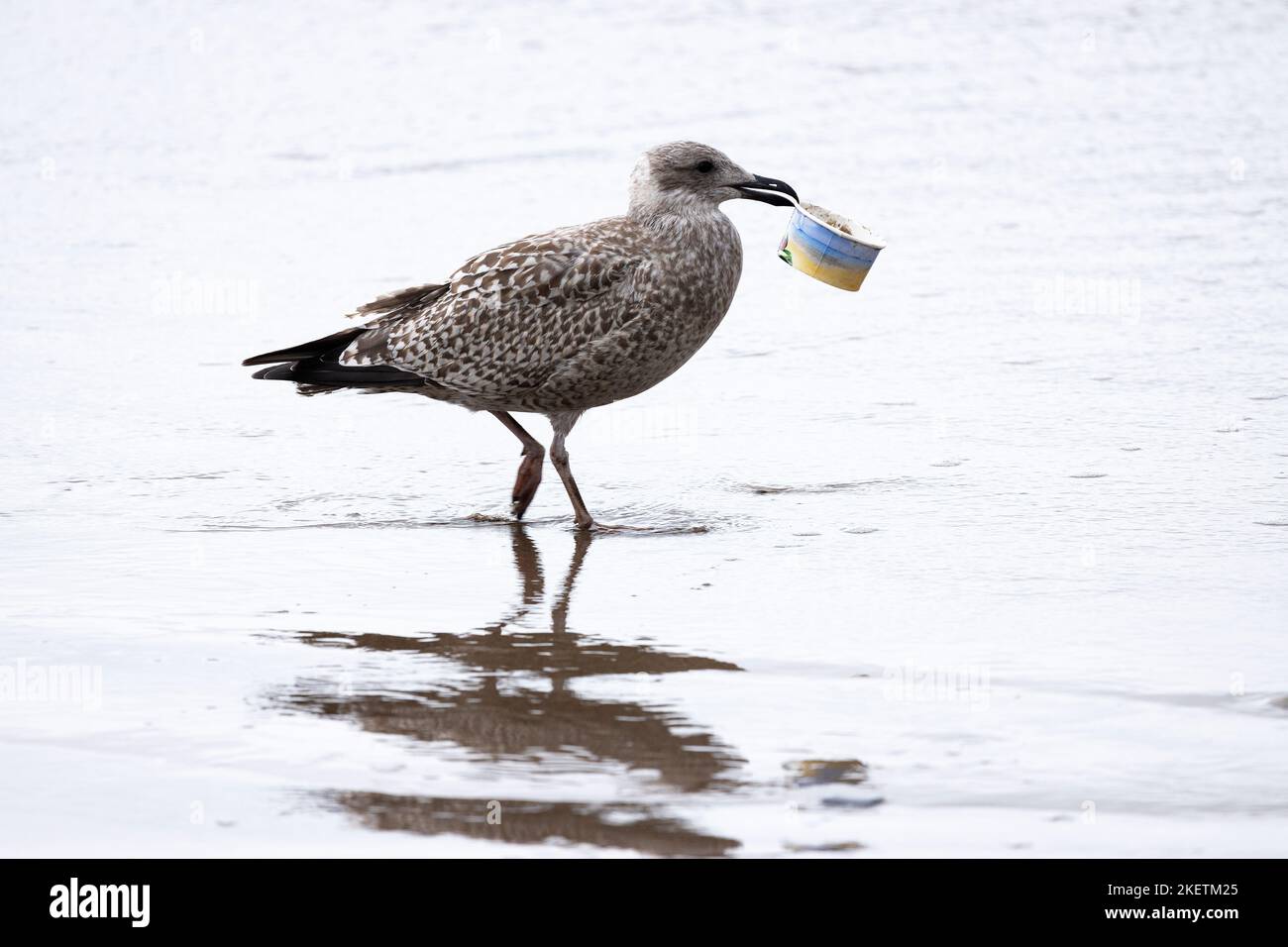 A juvenile Herring Gull picks up a discarded ice-cream tub. Herring ...