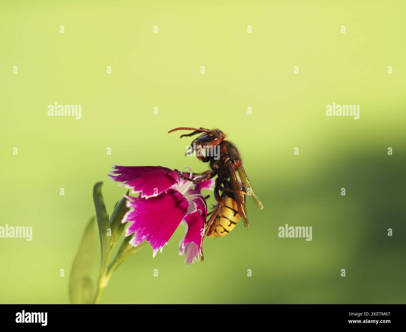 Hornet behavior hi-res stock photography and images - Alamy