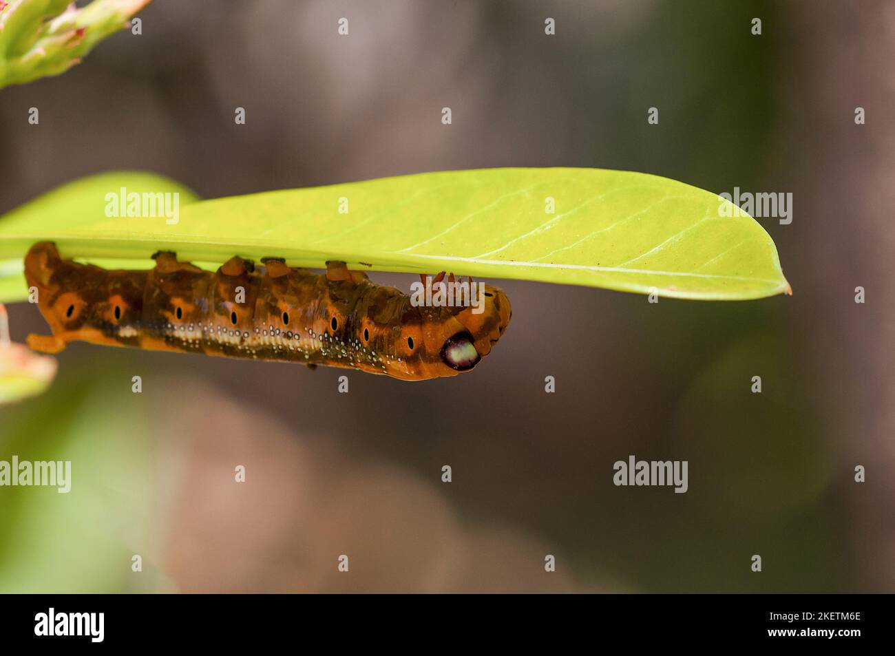 Leaf folder caterpillar hi-res stock photography and images - Alamy